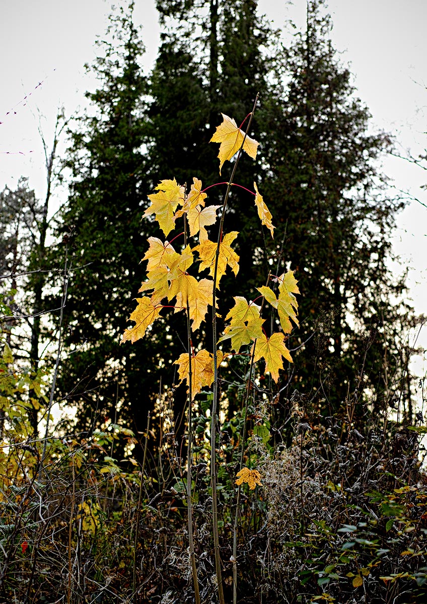 DP Merrill color Landscapes | Page 3 | The GetDPI Photography Forum